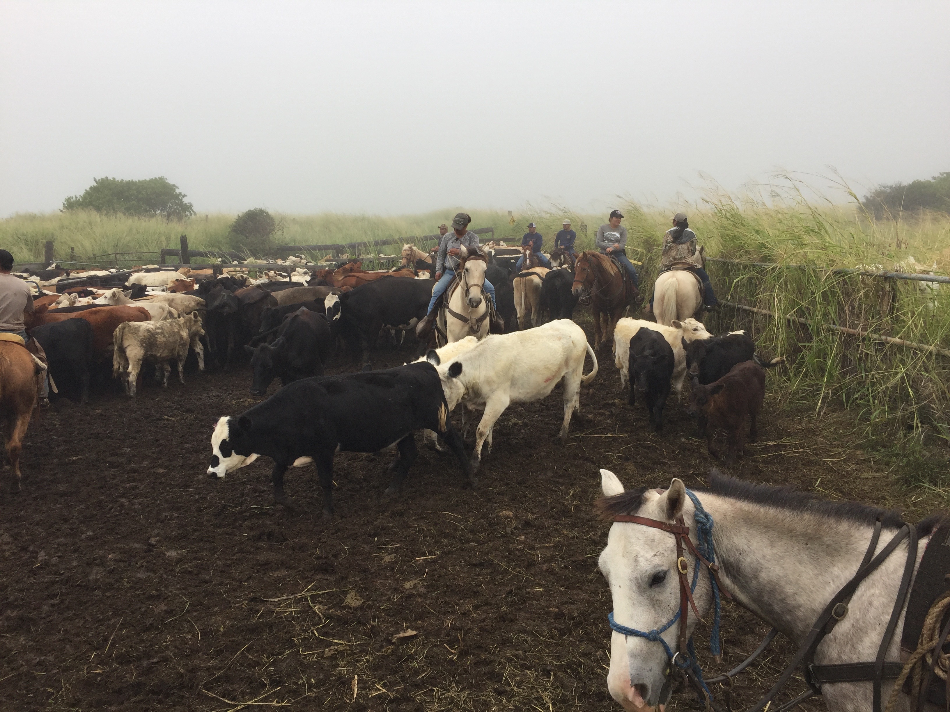 The Family – Kuahiwi Ranch